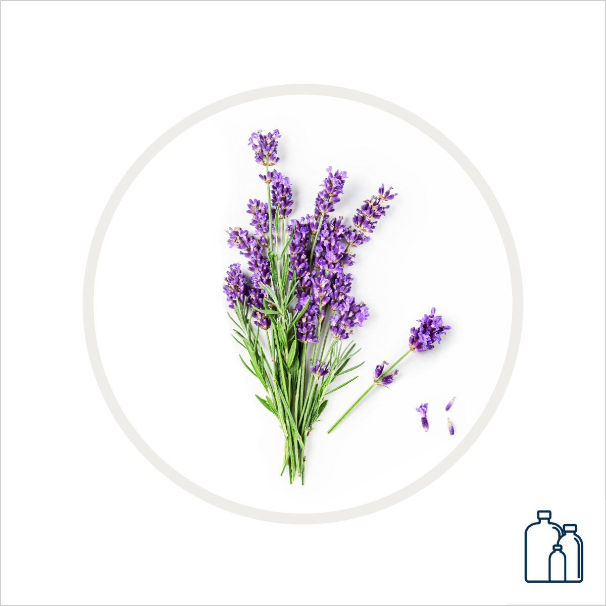 Lavender Oil – ROSEVILLE